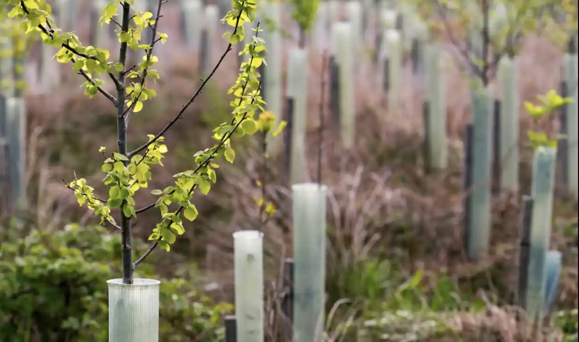 Tree Planting | Greenheart Tree Surgery